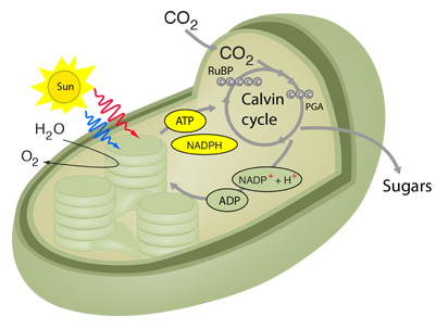 The Calvin Cycle